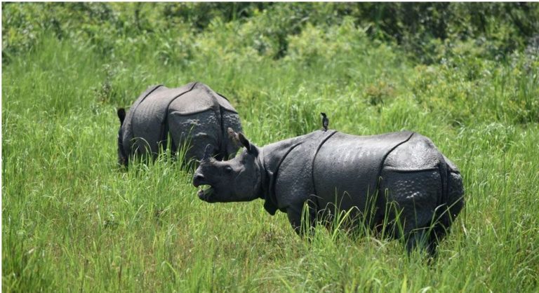 Rhinos Poaching Cases Drops Significantly at Kaziranga National Park ...