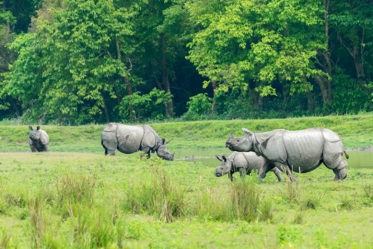 Kaziranga: Home to Only Golden Tiger in India | Kaziranga National Park ...