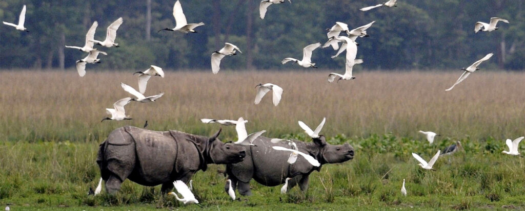 Jungle Safari Options Available in Kaziranga National Park, Assam India ...