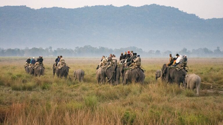Jungle Safari Options Available in Kaziranga National Park, Assam India ...
