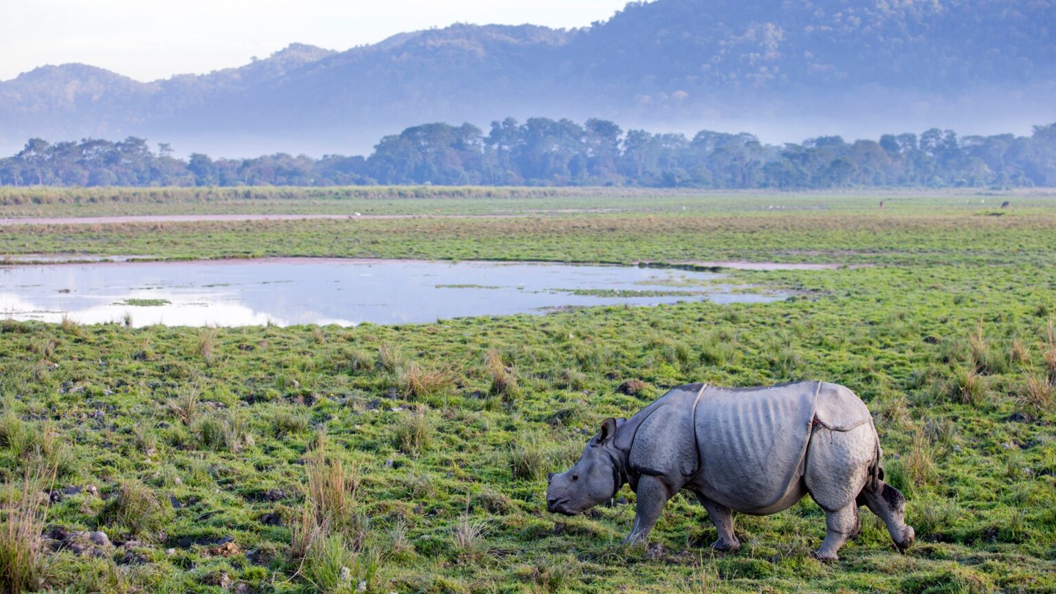 Kaziranga Safari Timings and Online Booking Guide for 2025 | Kaziranga ...