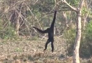Rare monkey seen running on the ground like humans in Assam, IFS shared ...